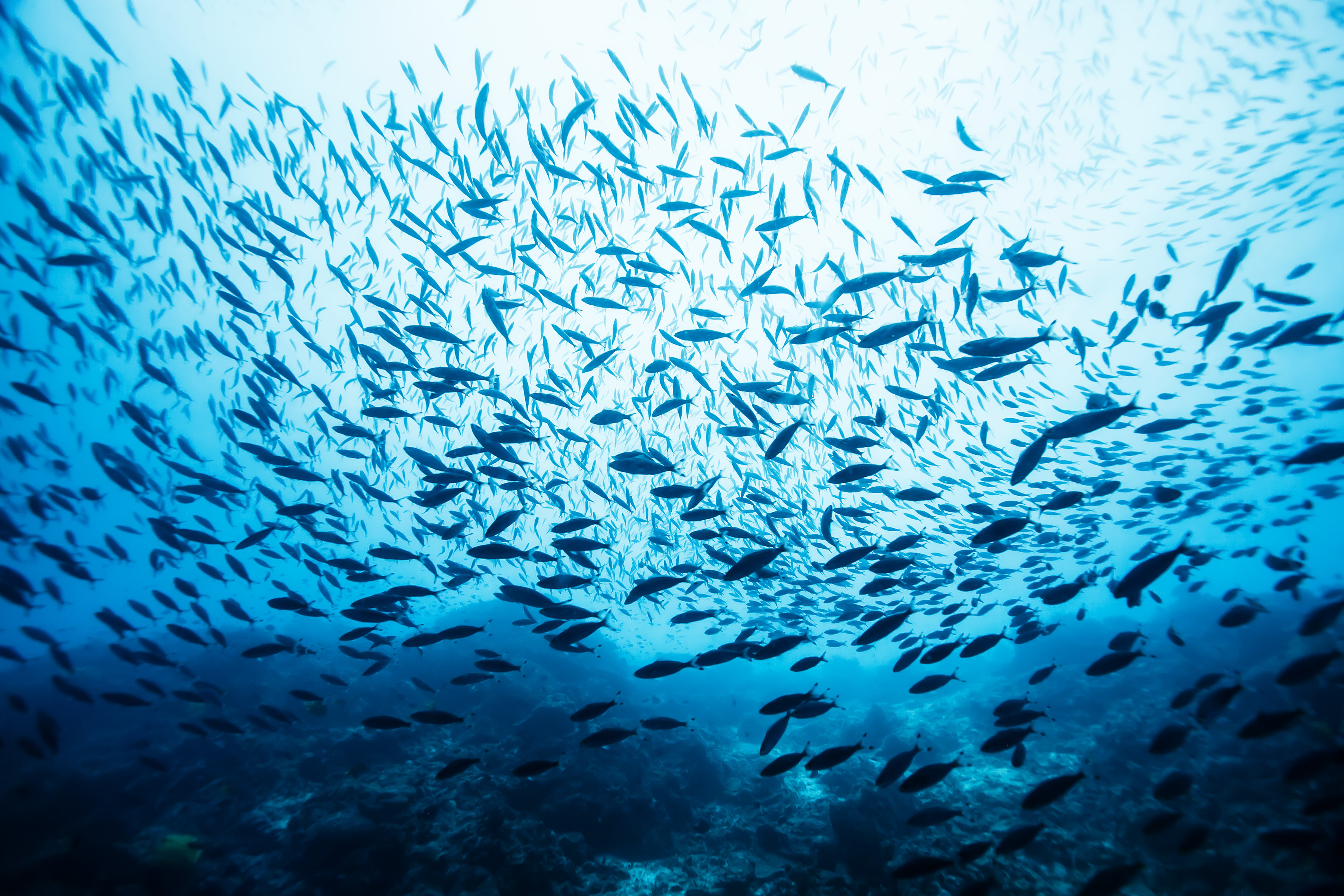The economics of restoring fish populations - Bloomberg Philanthropies