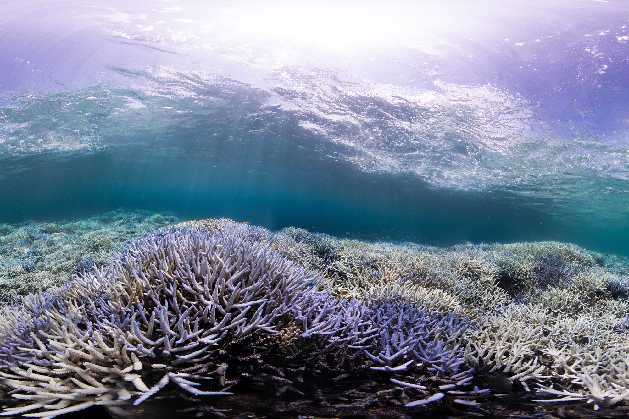 Mike Bloomberg | A Global Plan to Save Coral Reefs from Extinction